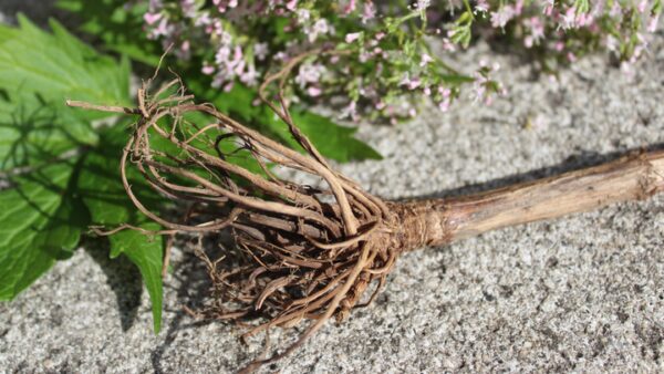 Valerian Root Supplement: Benefits, Uses, and Safety | Cenario