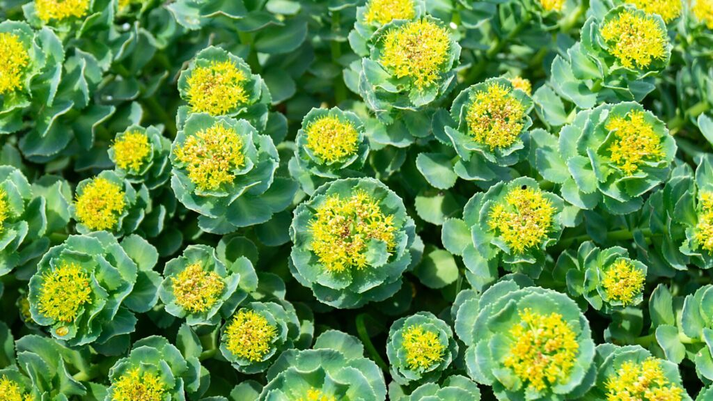 Rhodiola Rosea: Natural Energy, Focus, and Adaptogen Effects